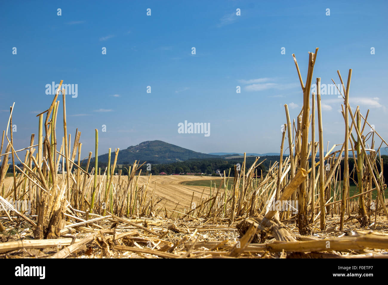 Straw stubble hi-res stock photography and images - Alamy