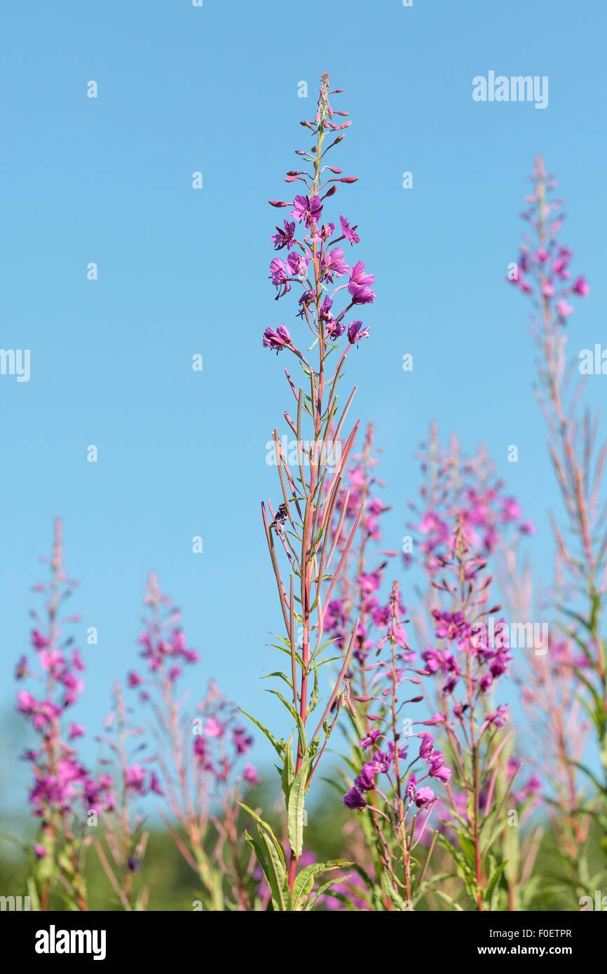 willow-herb, Chamaenerion angustifolium, Epilobium angustifolium, Rosebay Willowherb Stock Photo ...