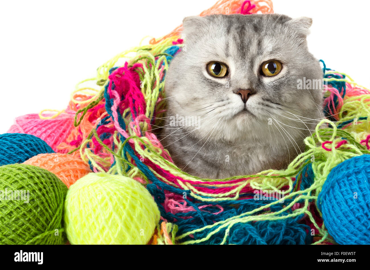 Multi colored cat hi-res stock photography and images - Alamy