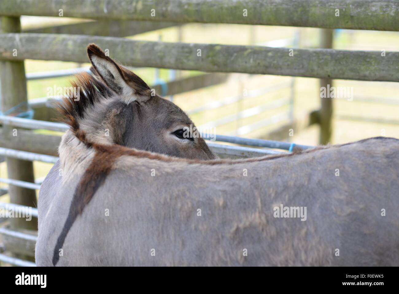 Curved neck hi-res stock photography and images - Alamy