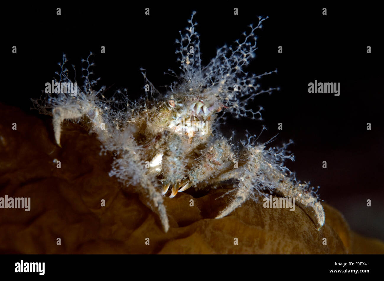 Great spider crab (Hyas araneus) decorated with hydroids, Moere ...