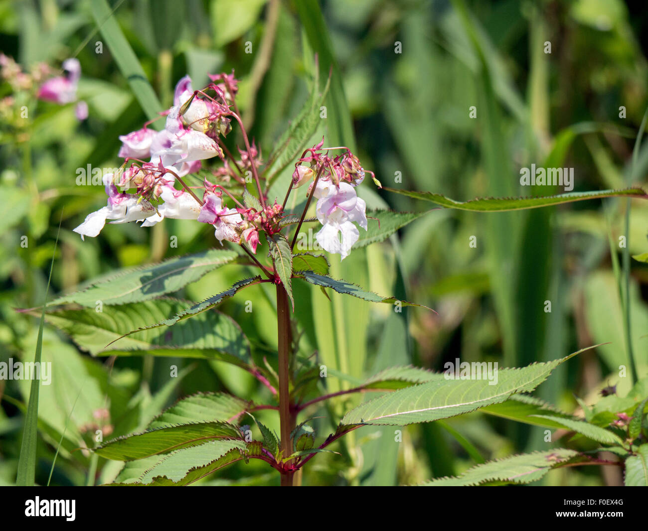 Himalayan Balsam Stock Photos & Himalayan Balsam Stock Images - Alamy