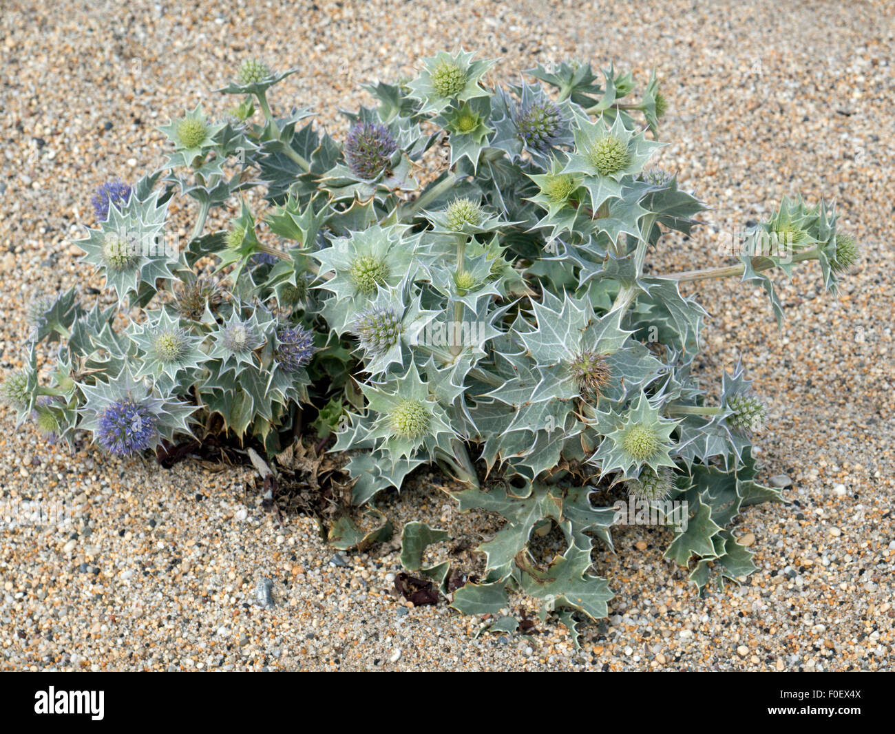 Sea Holly Eryngium maritimum Stock Photo - Alamy