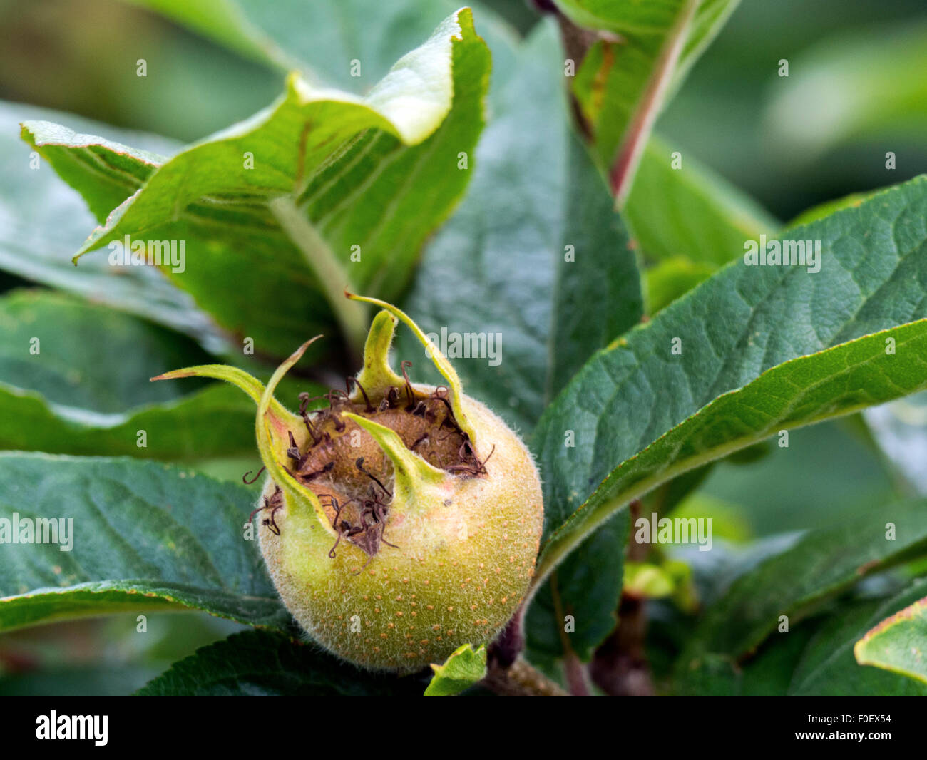 Medlar fruit hi-res stock photography and images - Alamy