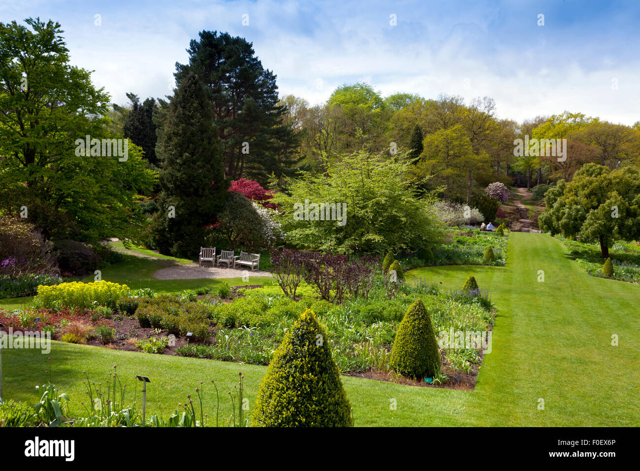 New spring leaf growth at Harlow CarrGardens, Harrogate, North ...