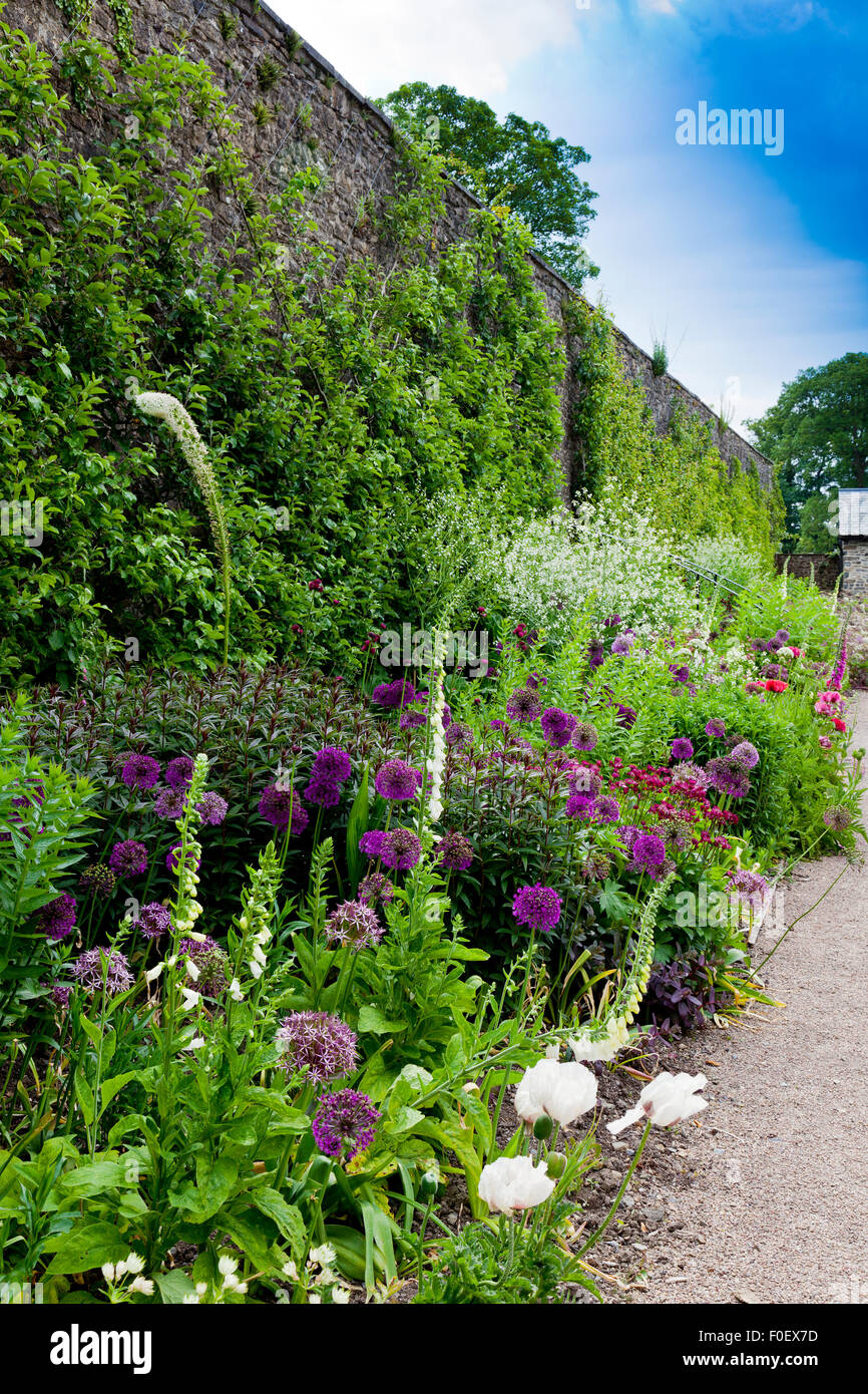 Herbaceous borders with alliums and foxgloves in the lower walled ...