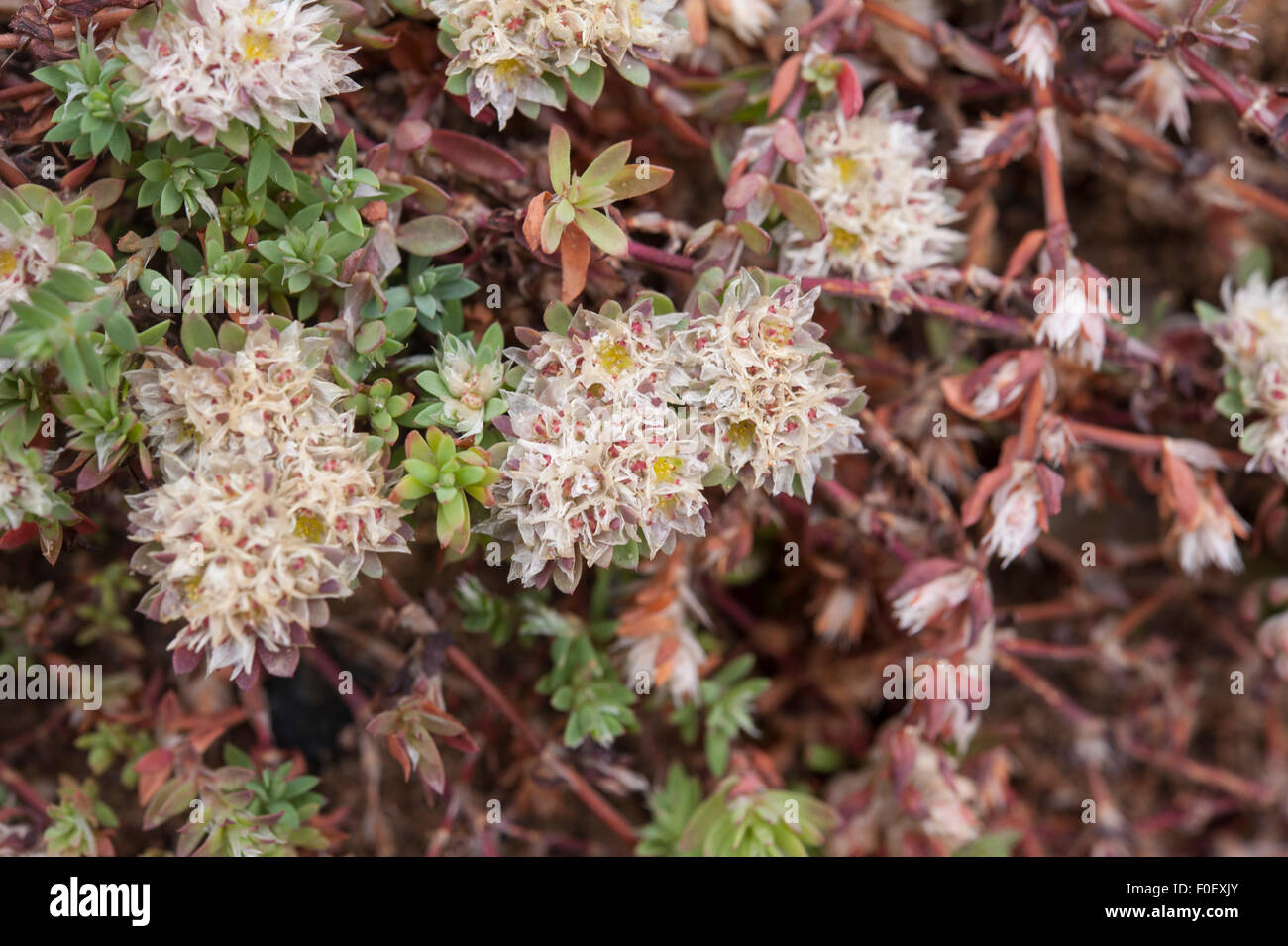 Paronychia hi-res stock photography and images - Alamy