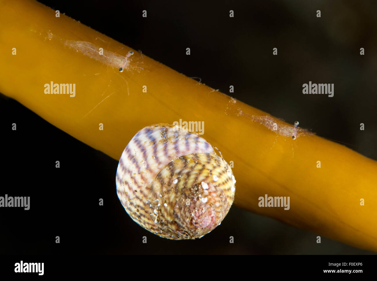 Shrimps and Grey topshell (Gibbula cineraria) on a Kelp stem, Moere ...