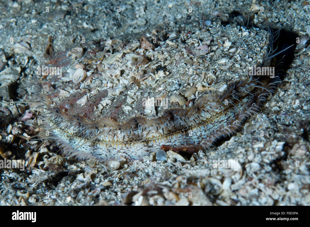 Giant scallop hi-res stock photography and images - Alamy