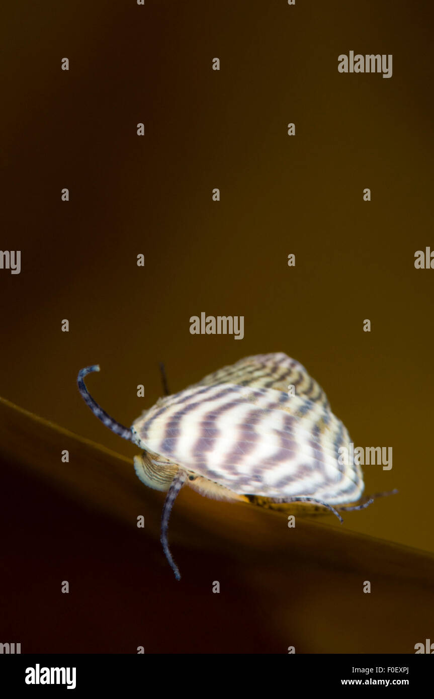 Gibbula cineraria hi-res stock photography and images - Alamy