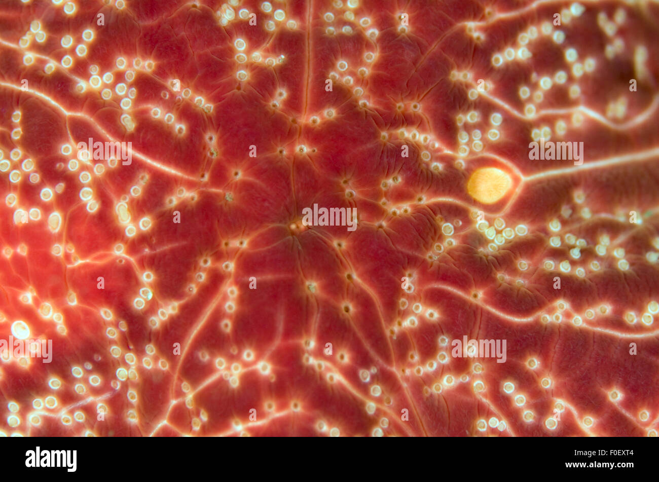 Close up of Red cushion star (Porania pulvillus) disk, Moere coastline ...