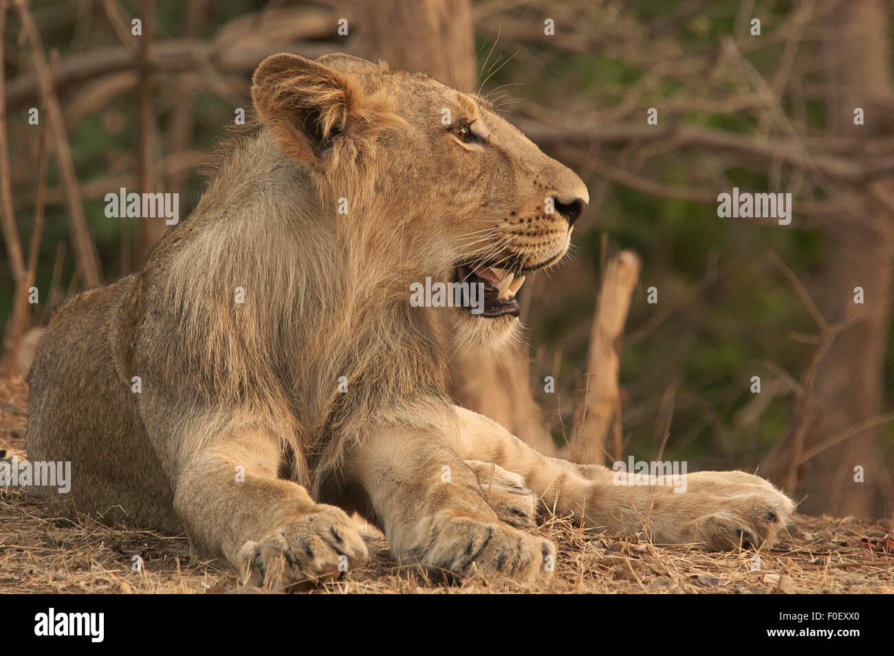 Animal gir national park hi-res stock photography and images - Alamy