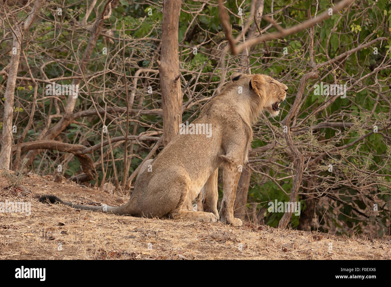 Juvenile Asiatic lion (Panthera leo persica) at Gir national park ...