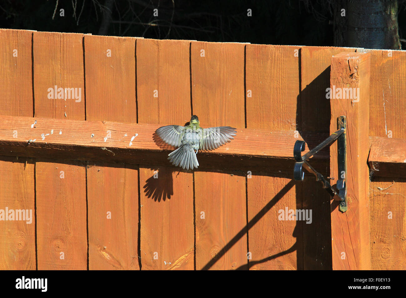 Preen bird hi-res stock photography and images - Alamy