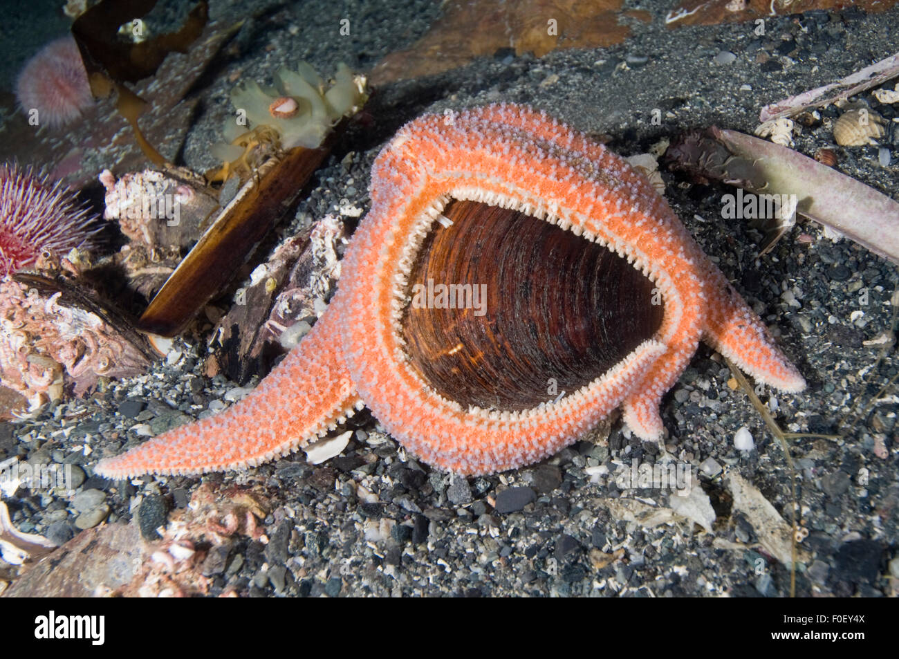 Cyprine Stock Photos & Cyprine Stock Images - Alamy