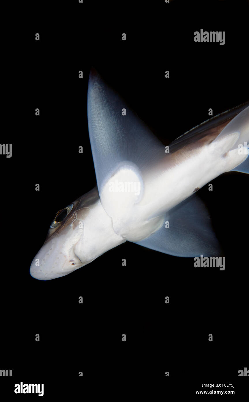 Ghost shark hi-res stock photography and images - Alamy