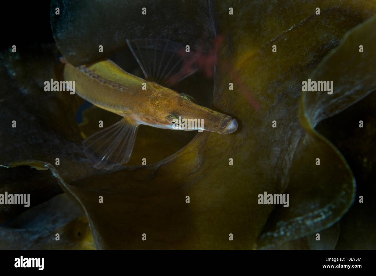 Spinachia spinachia hi-res stock photography and images - Alamy