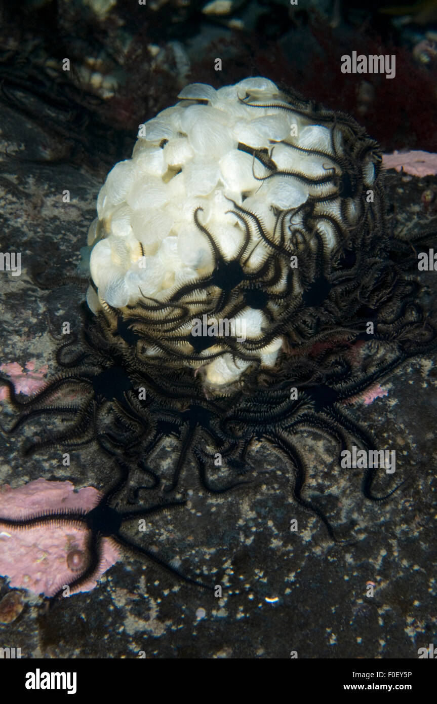 Black brittlestars (Ophiocomina nigra) on snail (Neptunea despecta) egg ...