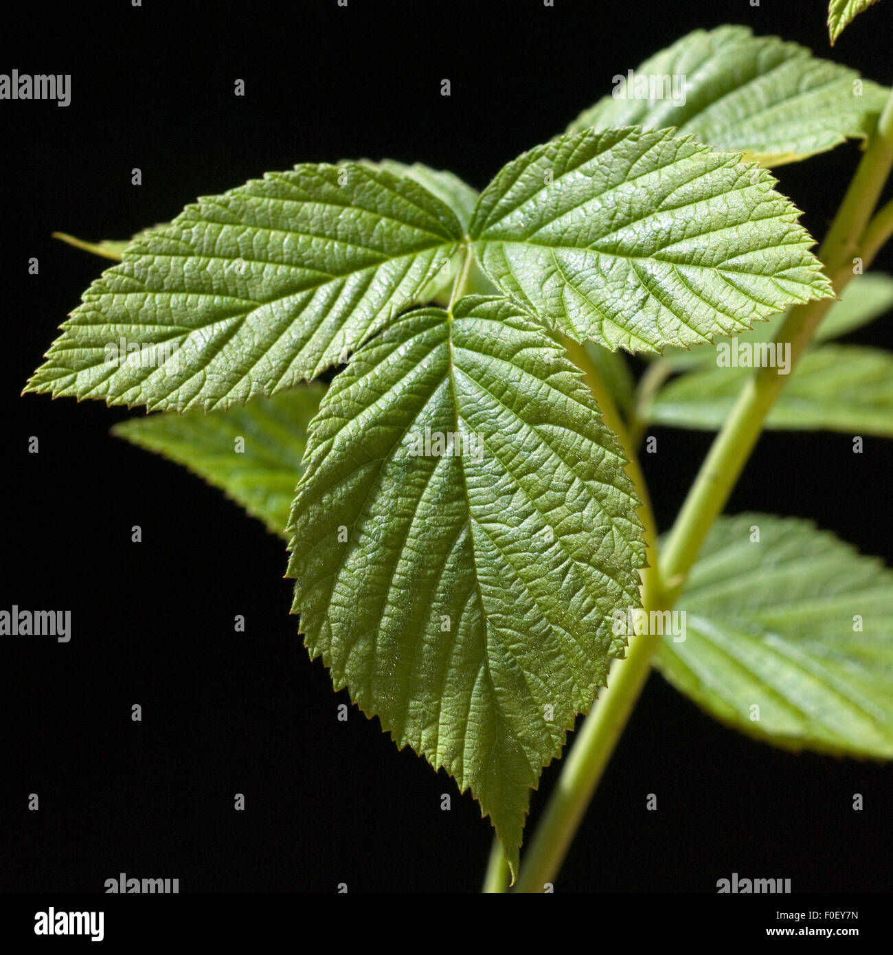 Himbeerblaetter hi-res stock photography and images - Alamy