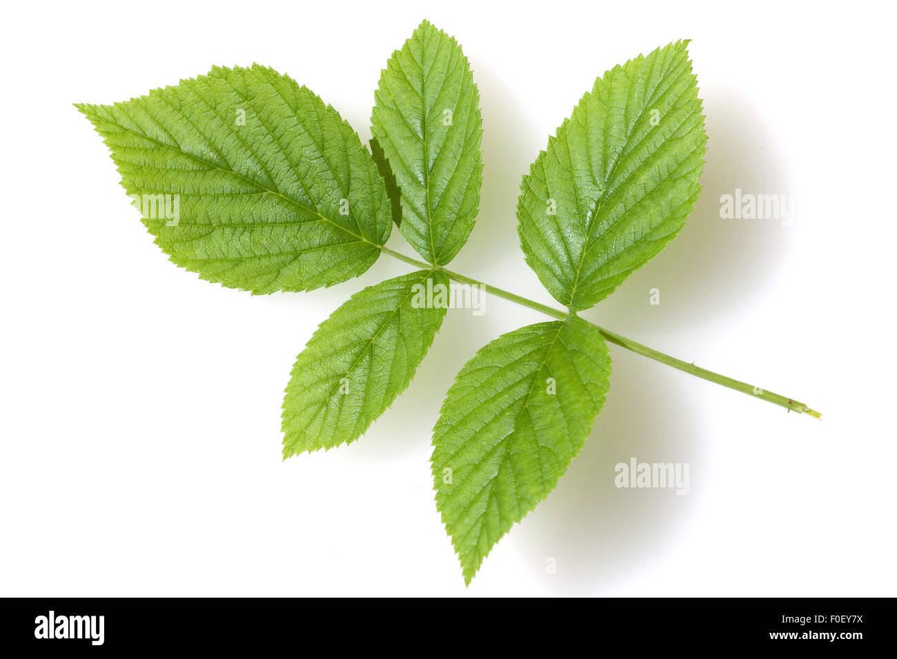 Himbeerblaetter, Rubus, idaeus Stock Photo - Alamy