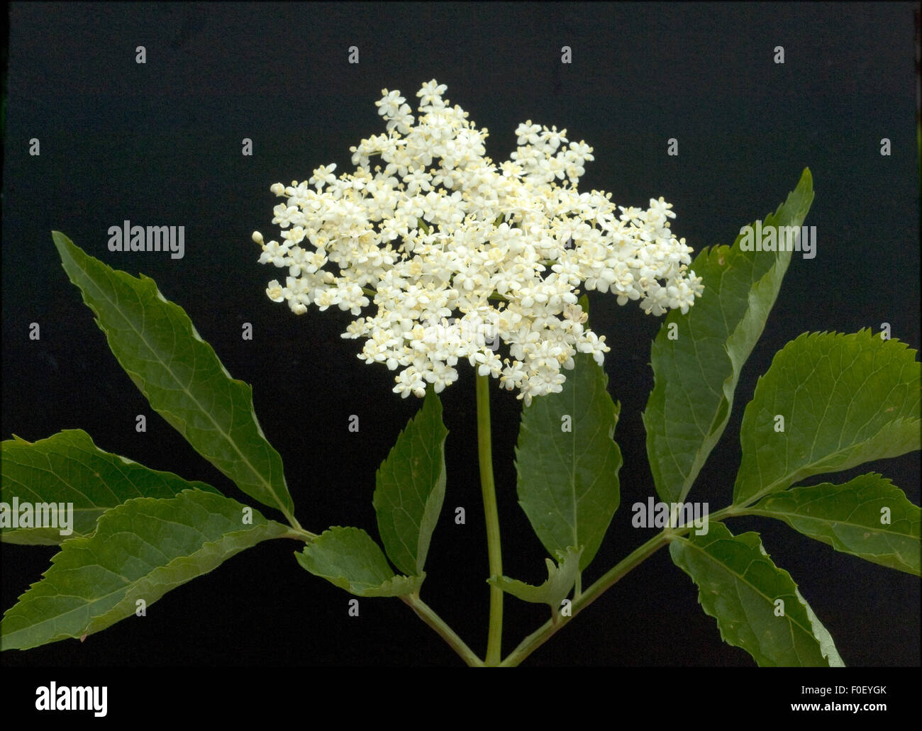 Holunderblueten; Sambucus; nigra Stock Photo - Alamy