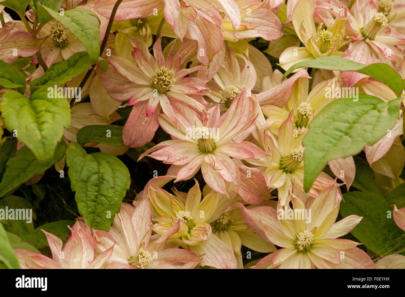 Clematis montana rubens 'Marjorie' flowers Stock Photo - Alamy