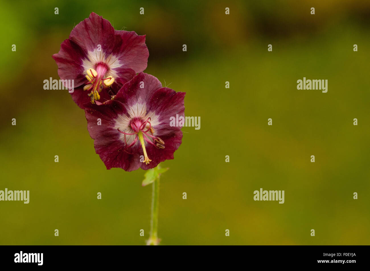 Cranesbill Geranium Samobor Flowers Stock Photo - Alamy
