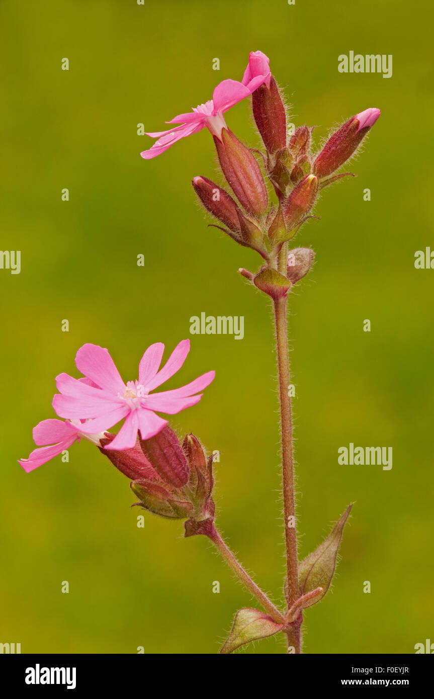 Red Campion Flowers Stock Photo - Alamy