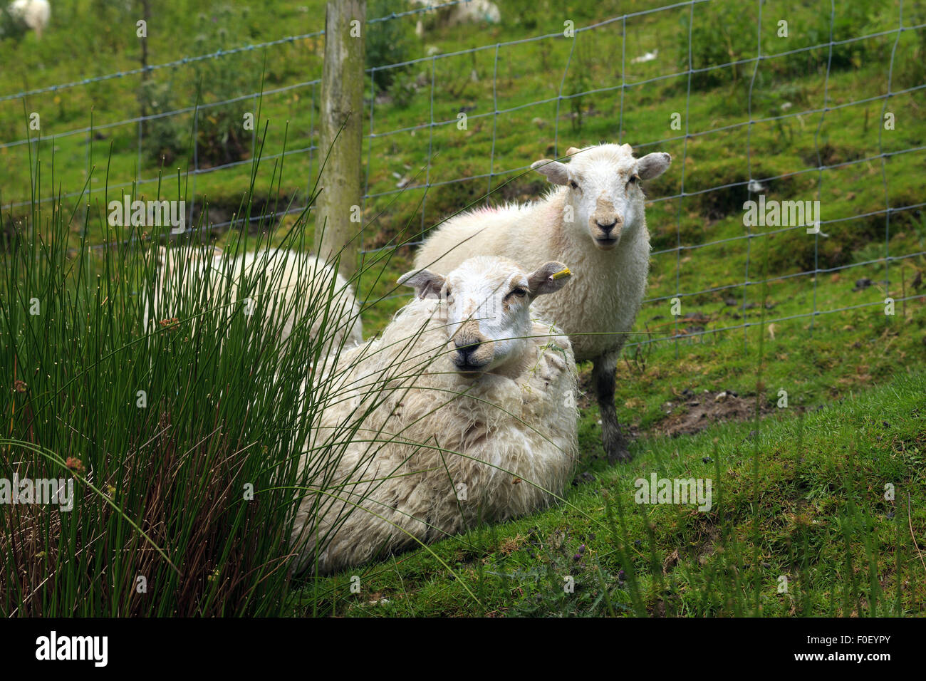 Lamb laying down hi-res stock photography and images - Alamy