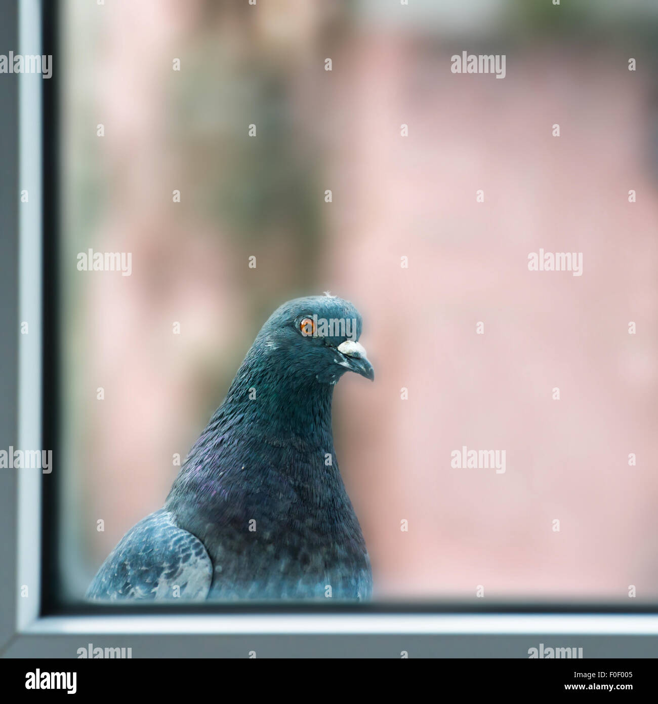 Curious fat pigeon looking at the window Stock Photo - Alamy