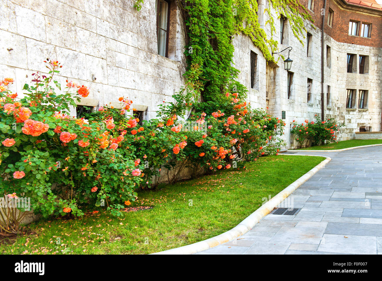 Flowers- red roses on the old street in Europe Stock Photo - Alamy