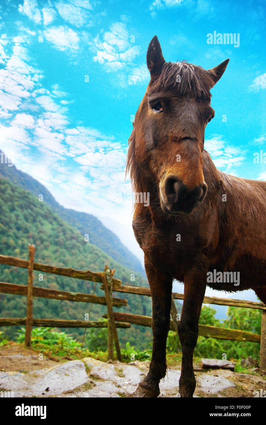 Red horse in the farm surrounding by forest Stock Photo - Alamy