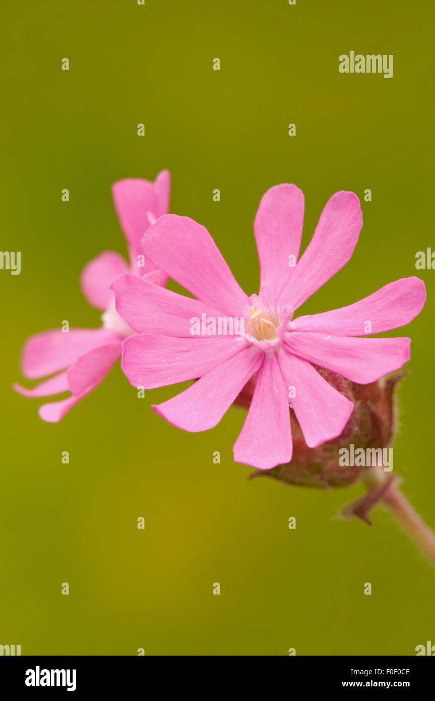 Red Campion Flowers Stock Photo - Alamy