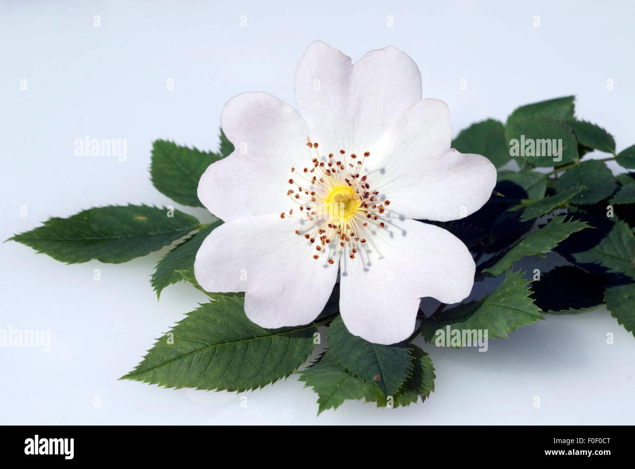 Hundsrose, Heckenrose, Rosa, canina Stock Photo - Alamy
