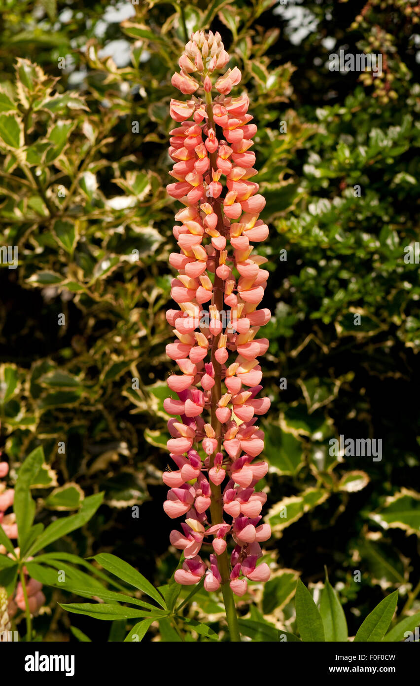 Lupin flower spike hi-res stock photography and images - Alamy