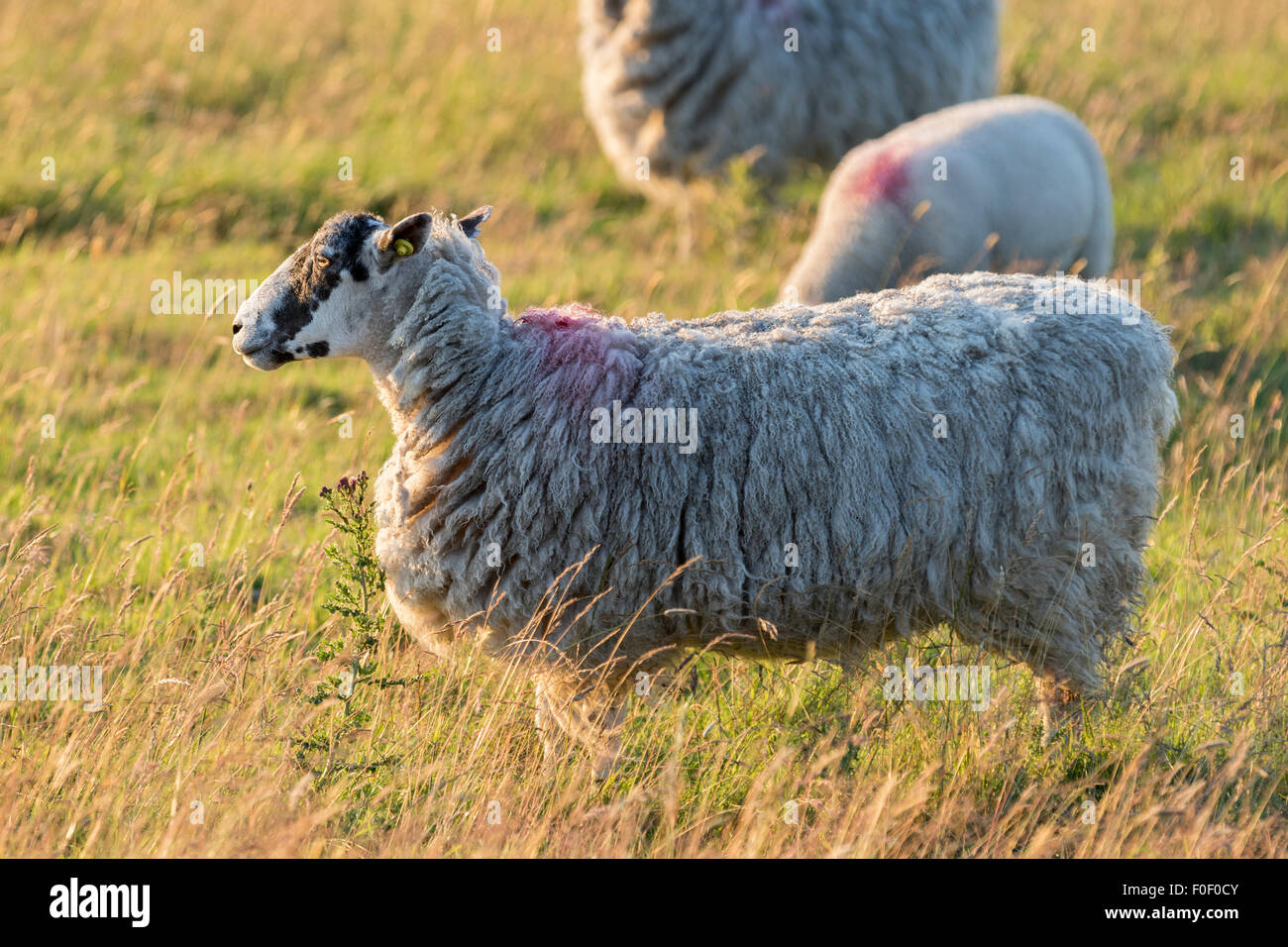 Young mother goes in hi-res stock photography and images - Alamy