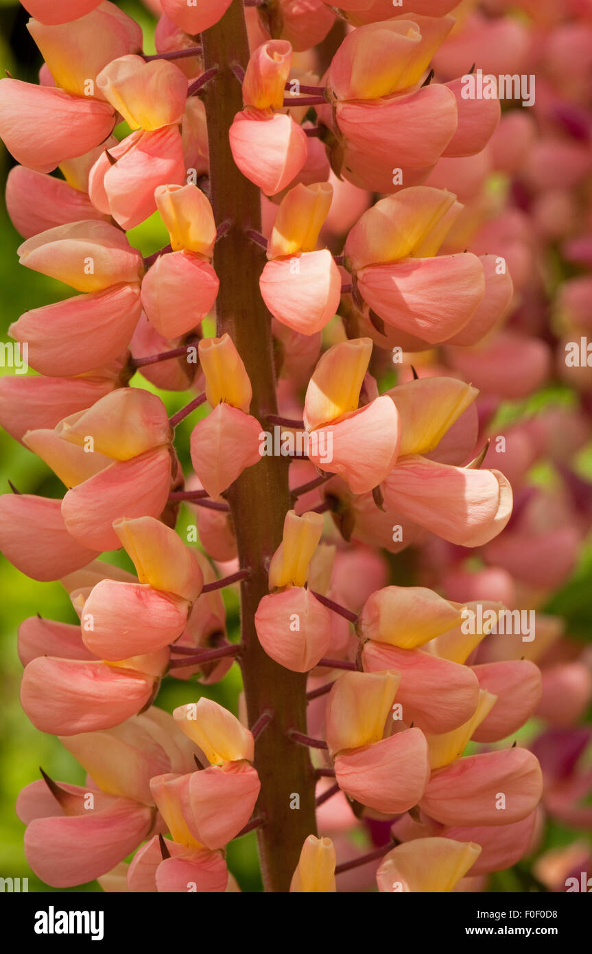 Lupin flower spike hi-res stock photography and images - Alamy