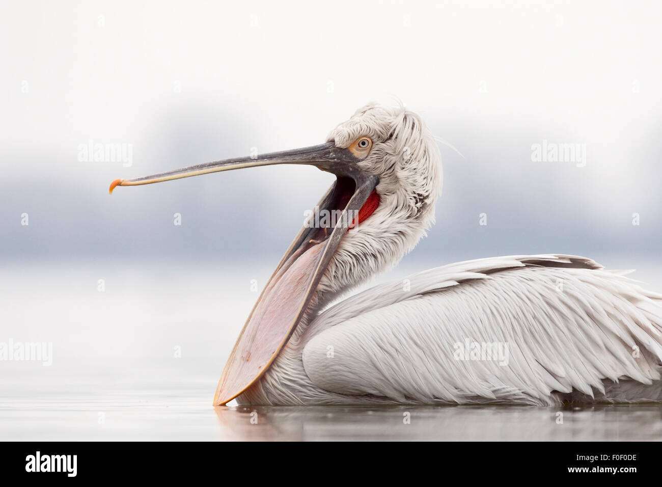 Pelican yawning hi-res stock photography and images - Alamy
