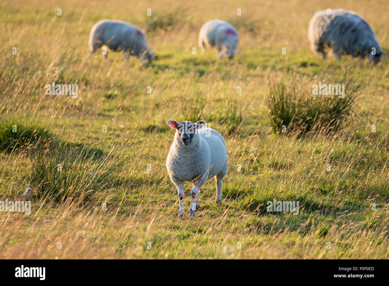 Young mother goes in hi-res stock photography and images - Alamy