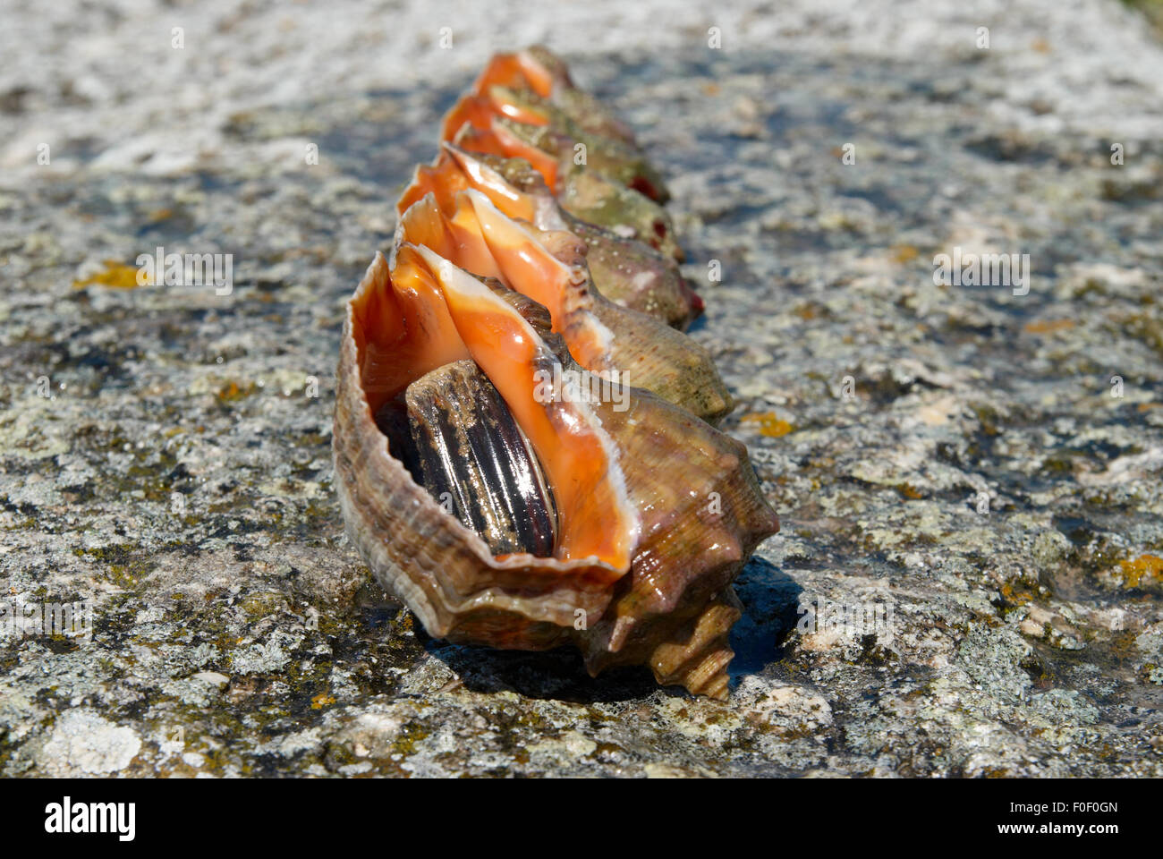Shells and molluscs of rapana venosa Stock Photo - Alamy