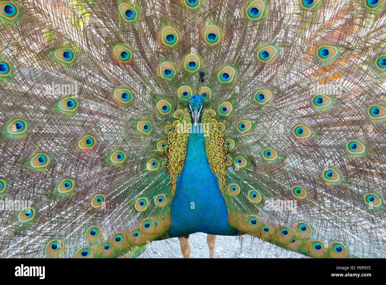 Open feather train hi-res stock photography and images - Alamy