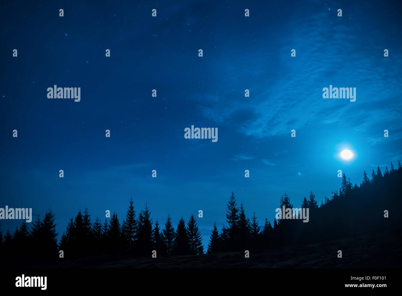 Forest of pine trees under moon and blue dark night sky with many stars ...