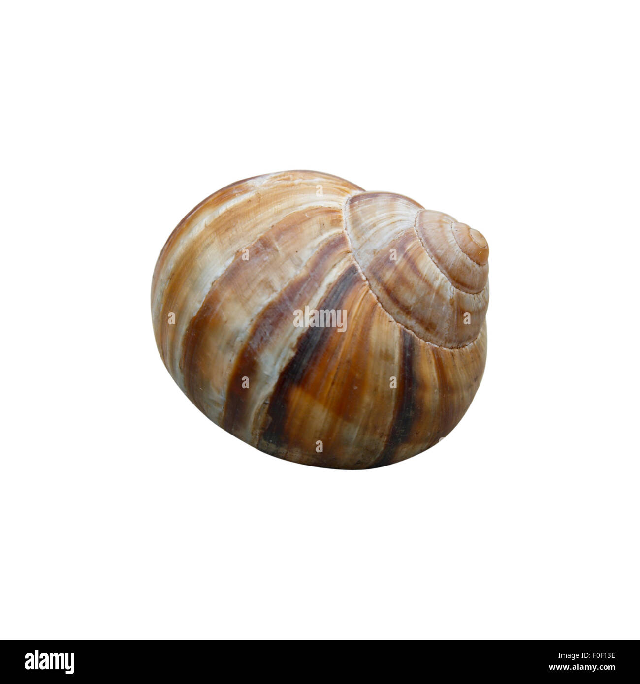 Old snail shell Cut Out Stock Images & Pictures - Alamy