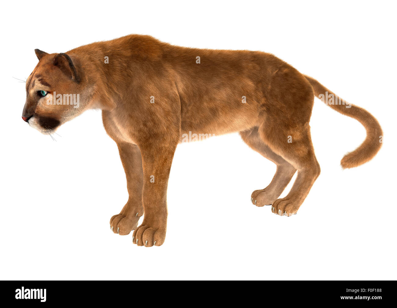 3D digital render of a big cat puma standing isolated on white ...