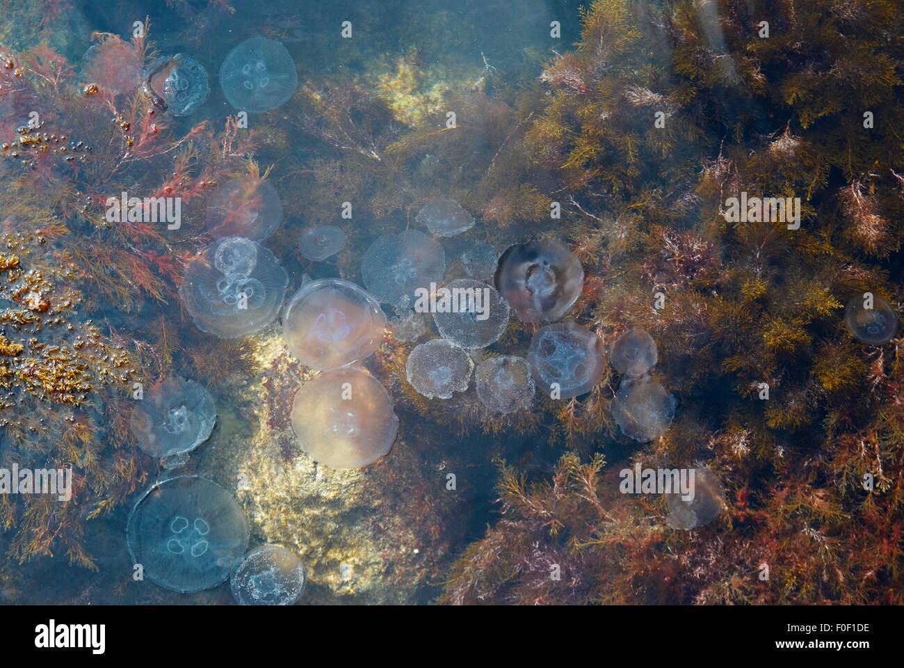 Medusa texture hi-res stock photography and images - Alamy