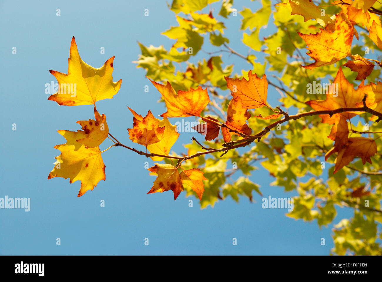Yellow fall leaves Stock Photo - Alamy