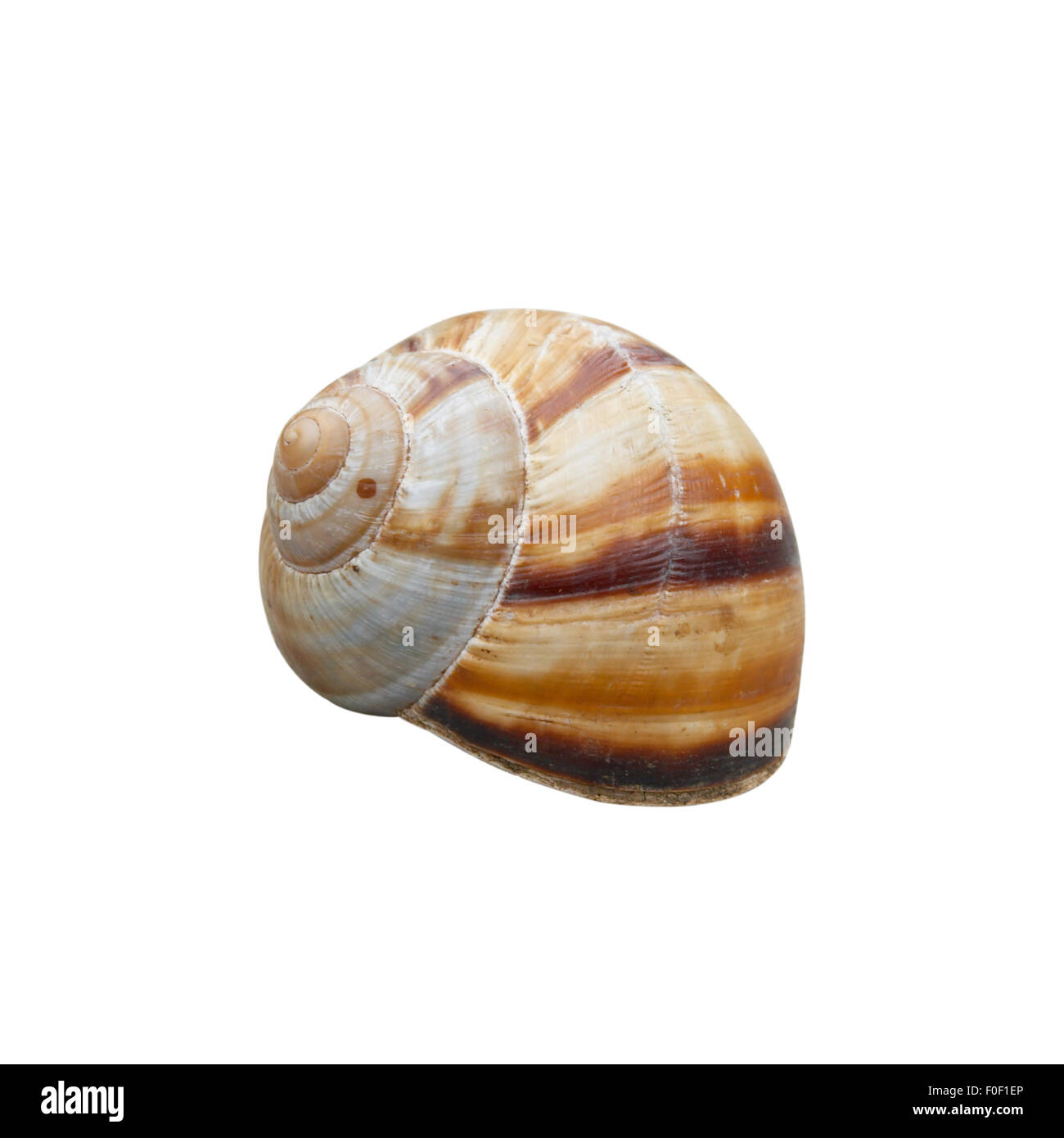 Shell with path isolated on white Stock Photo - Alamy