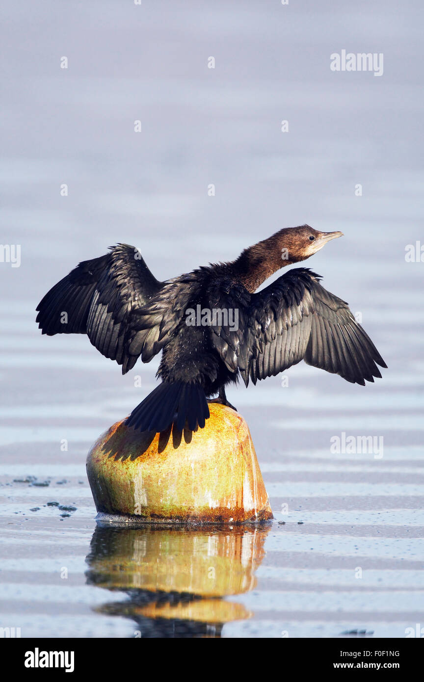 Pygmy cormorant (Microcarbo pygmeus) with wings stretched, Lake ...