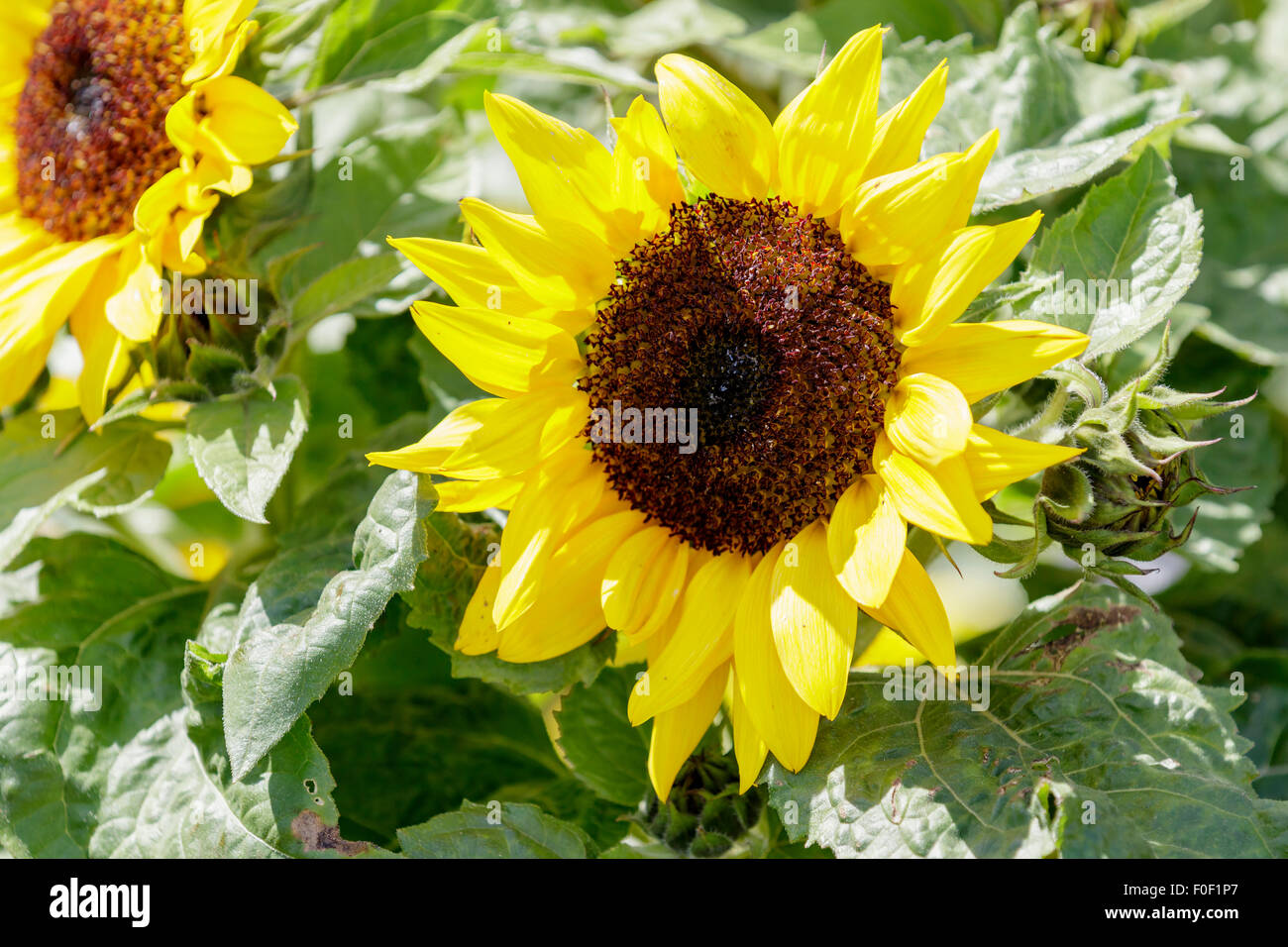 Beautiful sunflowers on a sunny day Stock Photo - Alamy