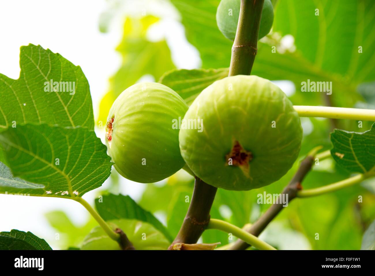 Green figs on the tree Stock Photo - Alamy